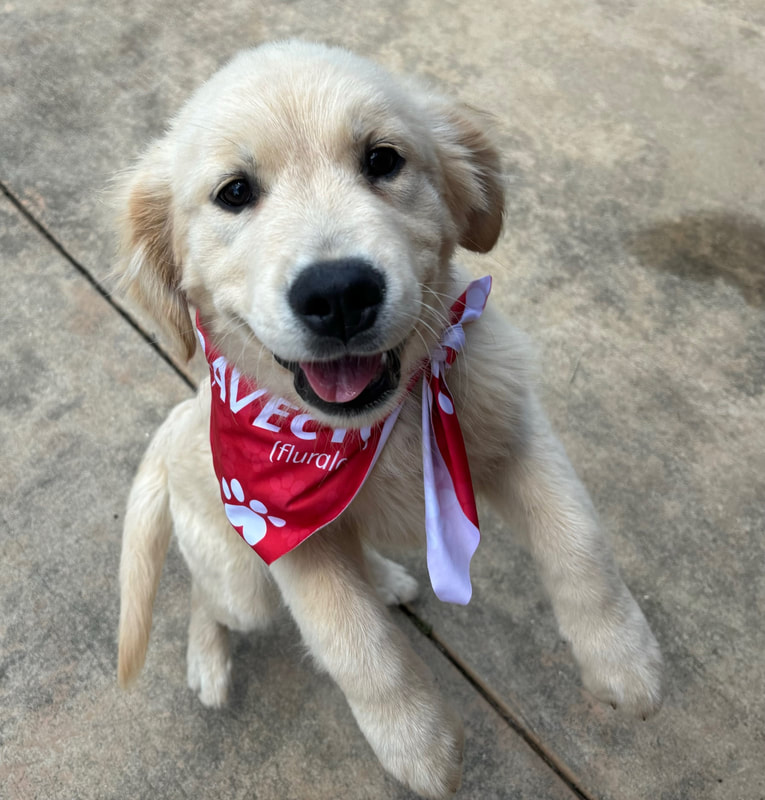 Happy Tails 2024