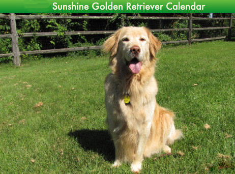 Golden Retriever Adopt Maryland