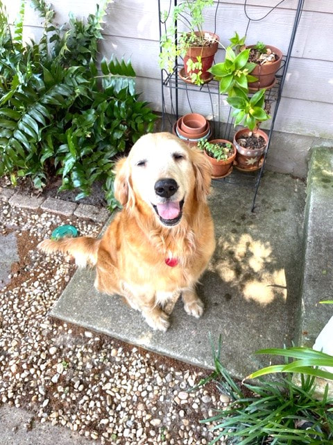 Mississippi Breeder Dogs